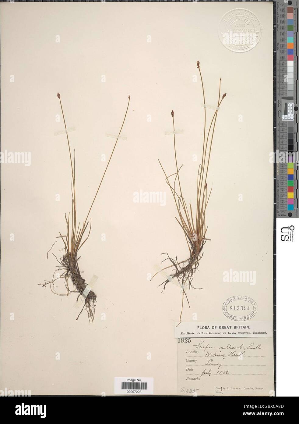 Eleocharis multicaulis Sm Desv Eleocharis multicaulis Sm Desv Stock ...