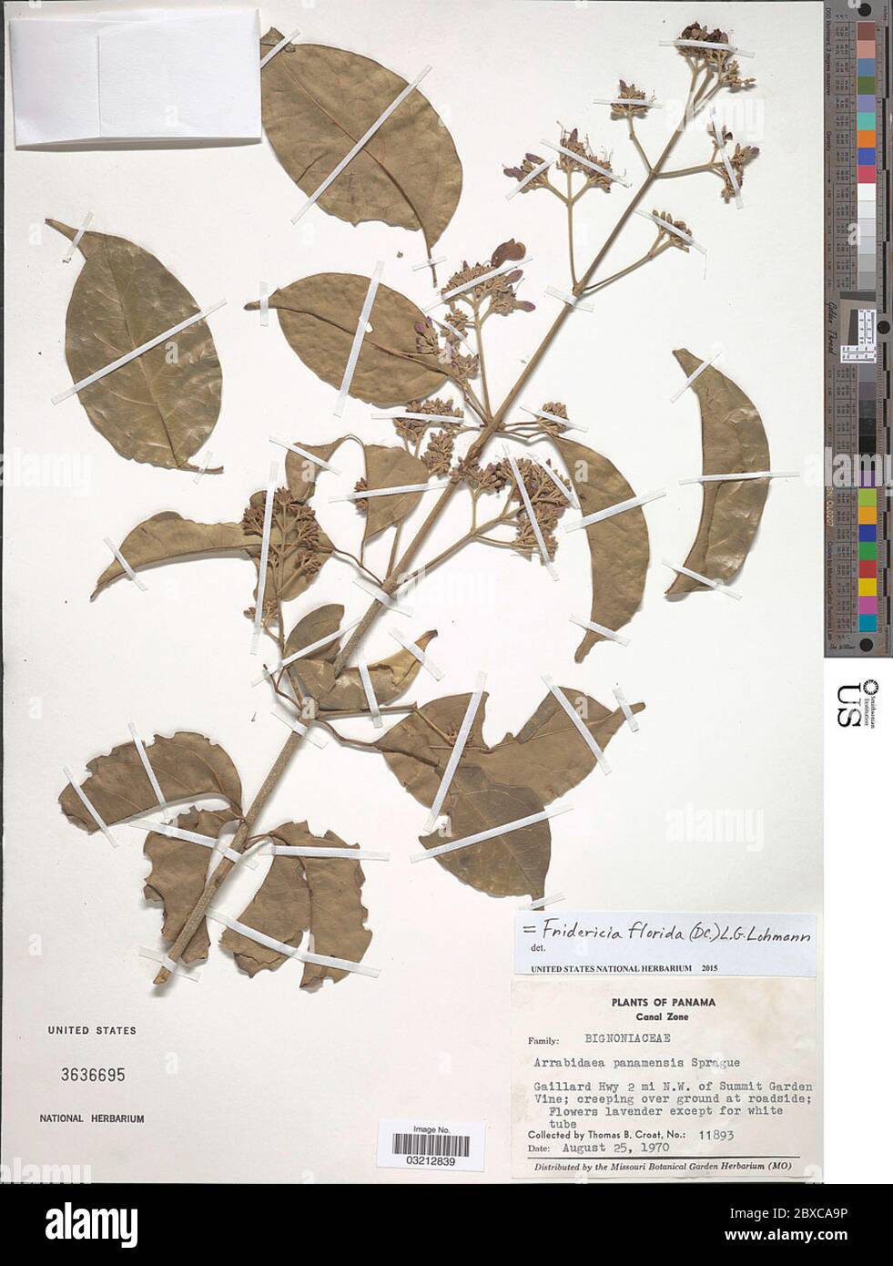 Fridericia florida DC LG Lohmann Fridericia florida DC LG Lohmann Stock ...