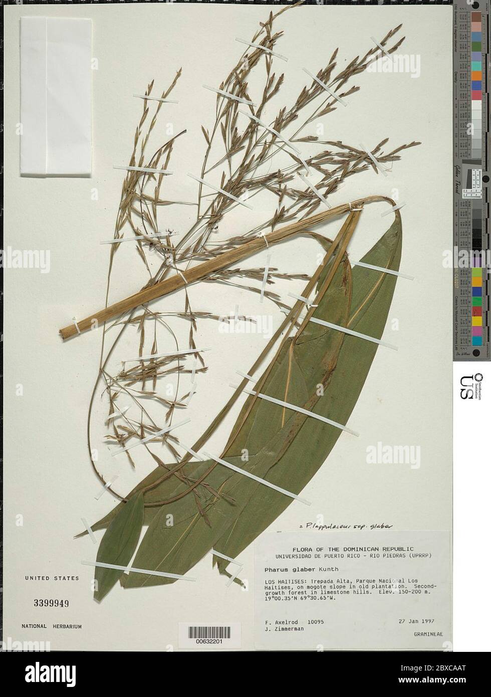 Pharus lappulaceus subsp glaber HBK Judz Pharus lappulaceus subsp ...