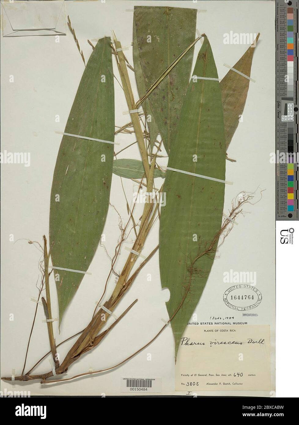 Pharus High Resolution Stock Photography and Images - Alamy