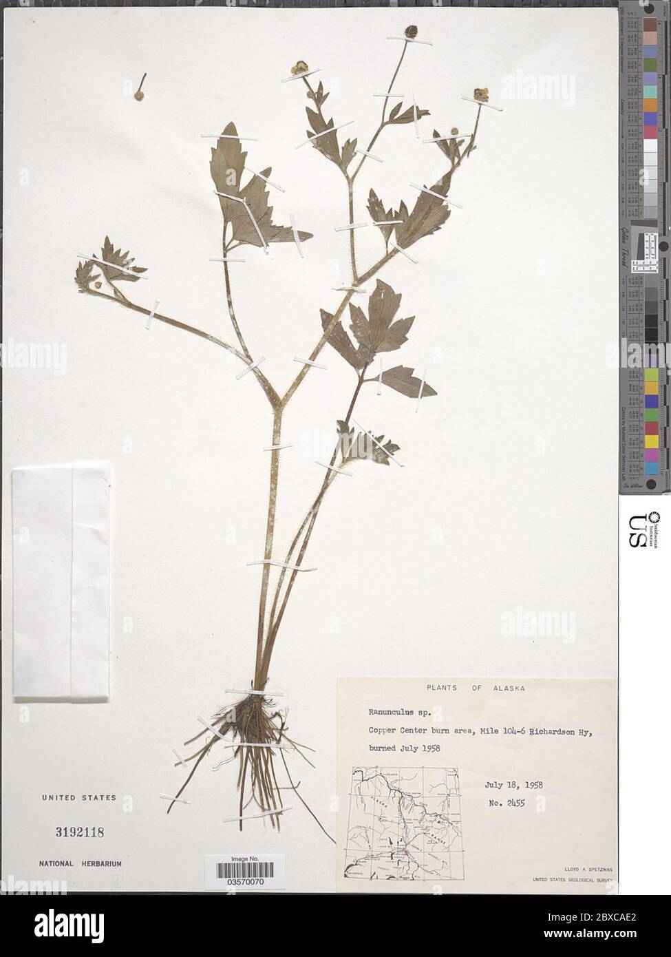 Ranunculus sp Ranunculus sp Stock Photo - Alamy