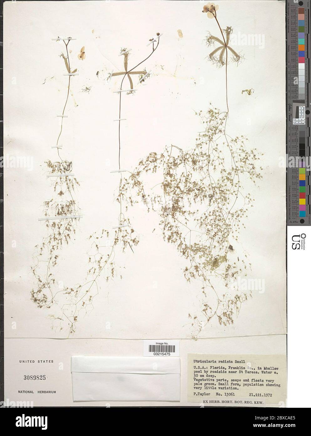 Utricularia radiata Small Utricularia radiata Small Stock Photo - Alamy