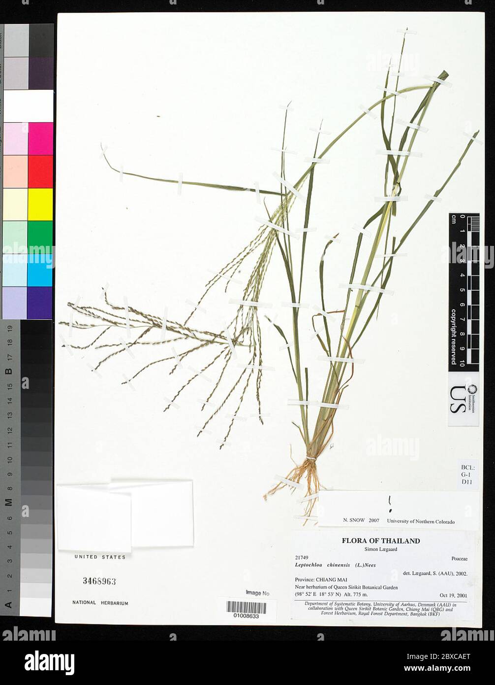 Leptochloa chinensis hi-res stock photography and images - Alamy