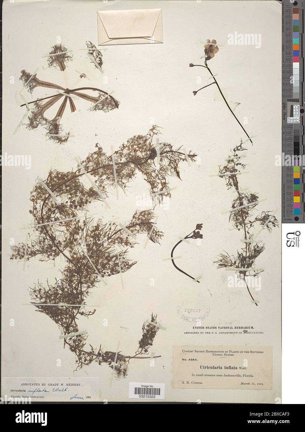 Utricularia inflata Walter Utricularia inflata Walter Stock Photo - Alamy