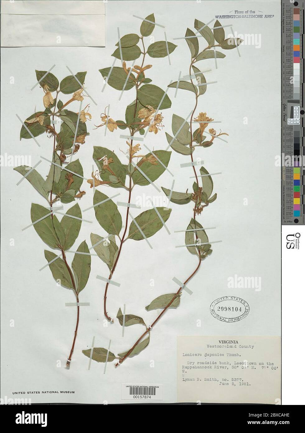 Lonicera japonica Thunb Lonicera japonica Thunb Stock Photo - Alamy