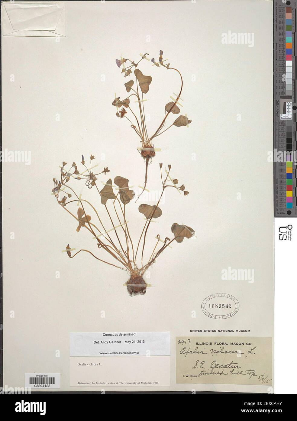 Oxalis violacea L Oxalis violacea L Stock Photo - Alamy