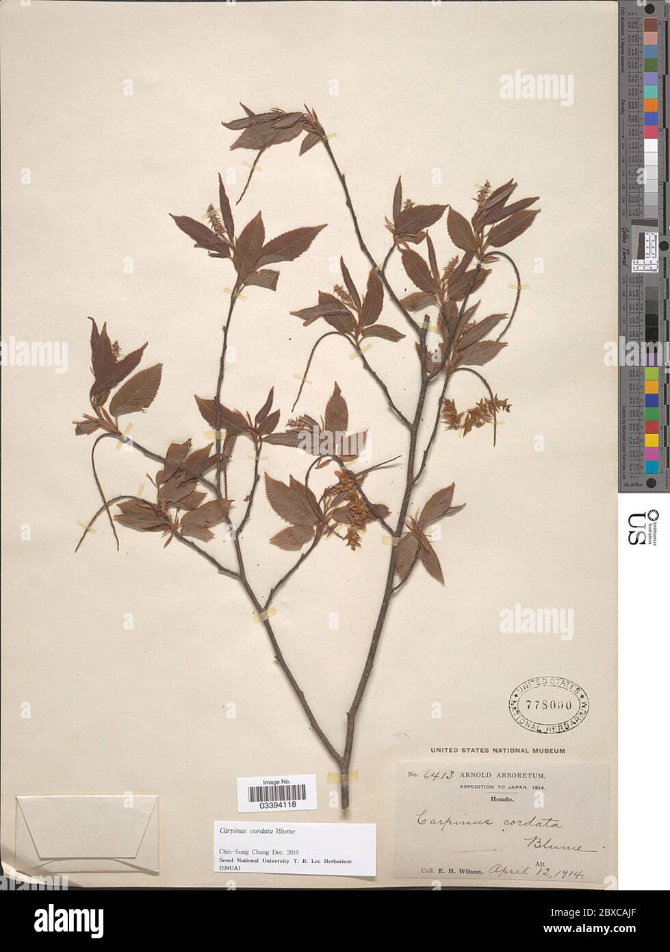 Carpinus cordata Carpinus cordata Stock Photo - Alamy