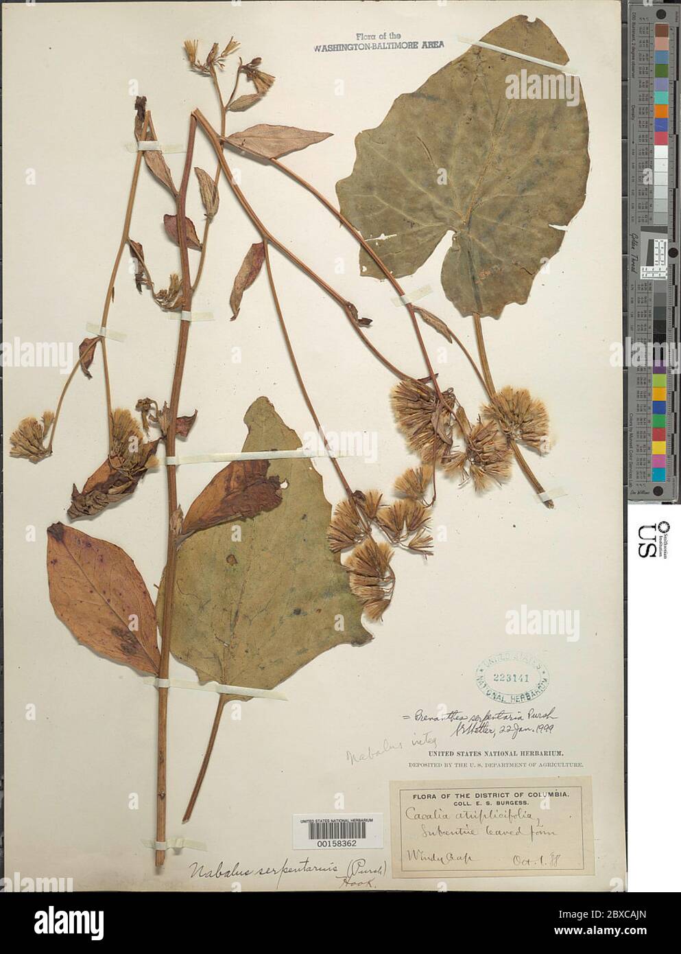 Prenanthes serpentaria Prenanthes serpentaria Stock Photo - Alamy