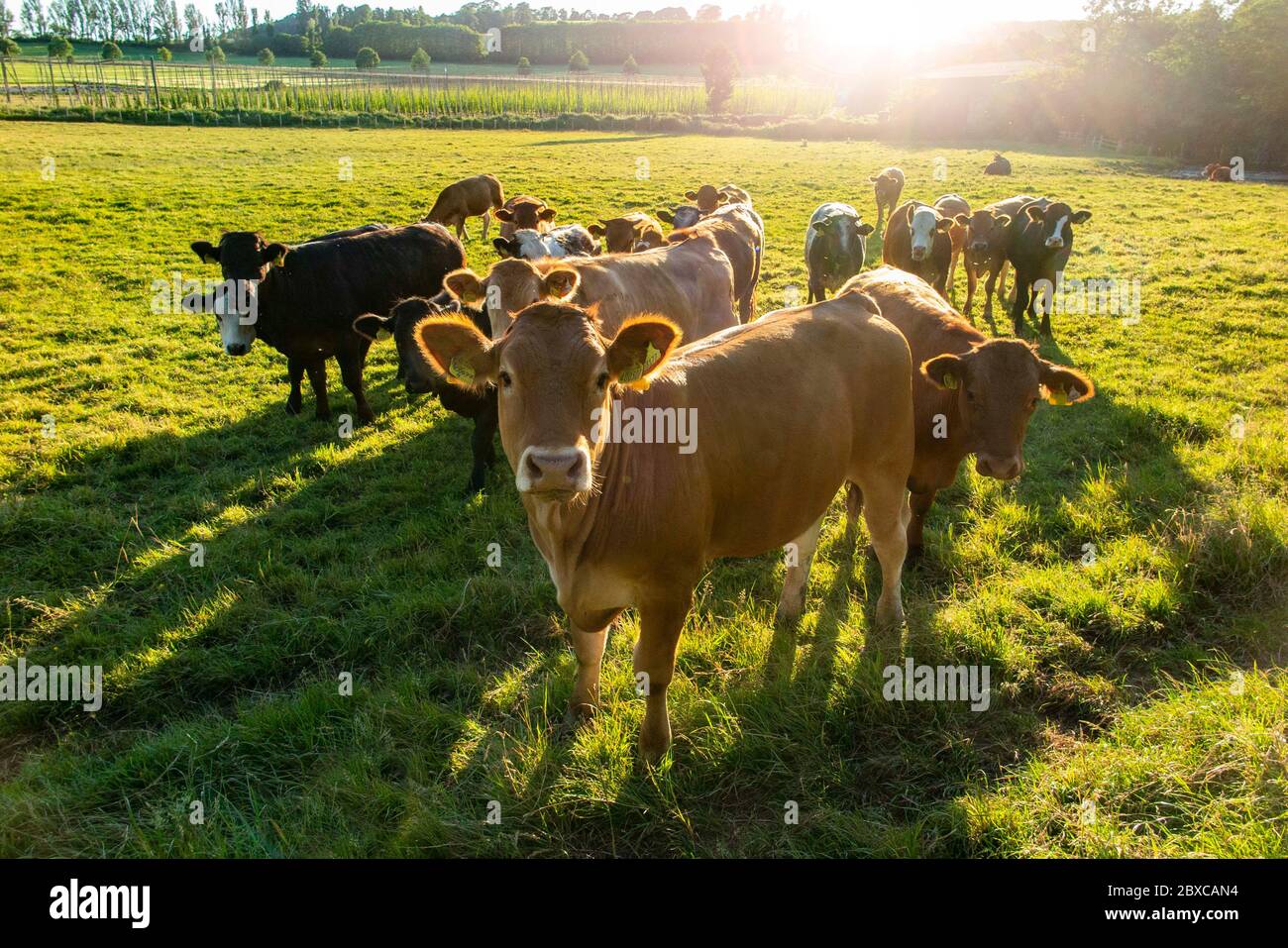 Cows in a field in Kent in early evening sunshine Stock Photo - Alamy