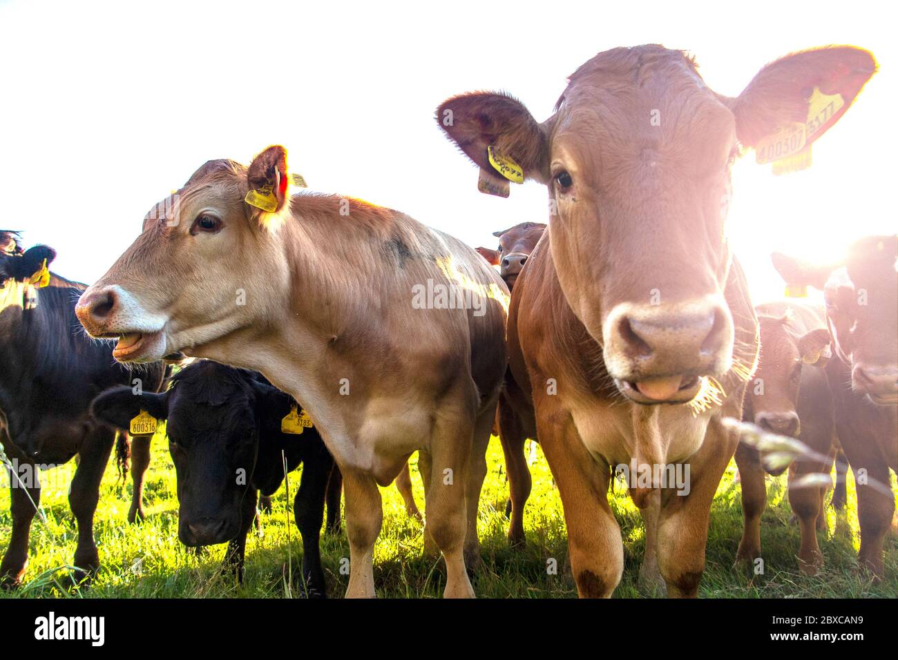 Cows in a field in Kent in early evening sunshine Stock Photo - Alamy