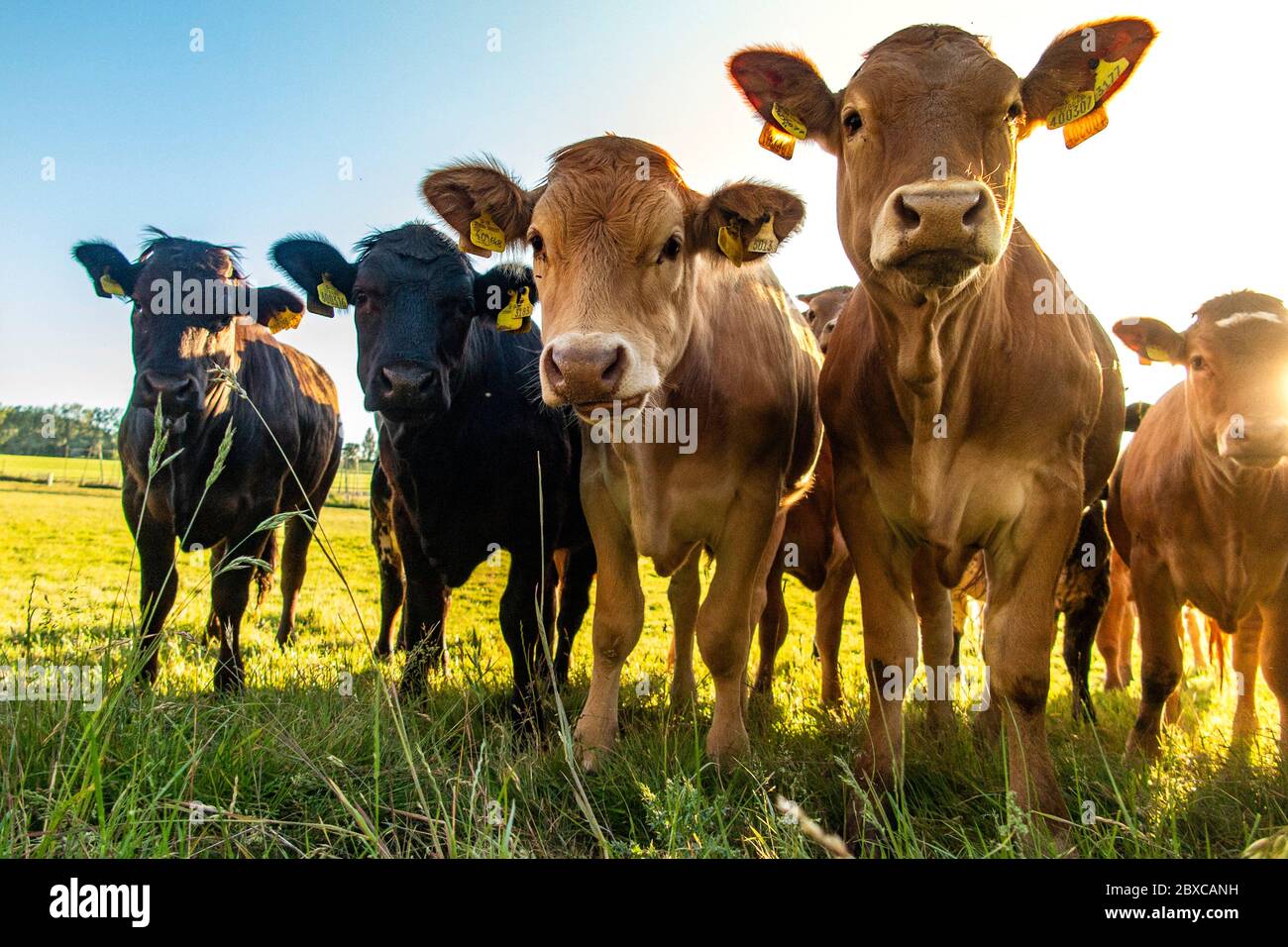 Cows in a field in Kent in early evening sunshine Stock Photo - Alamy