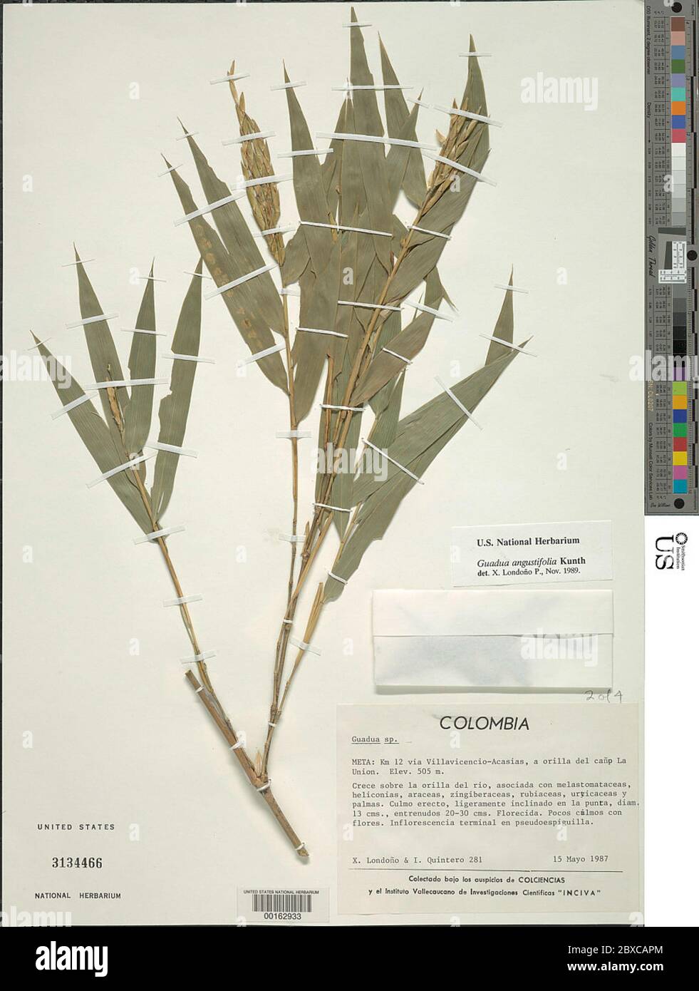 Guadua angustifolia Kunth Guadua angustifolia Kunth Stock Photo - Alamy