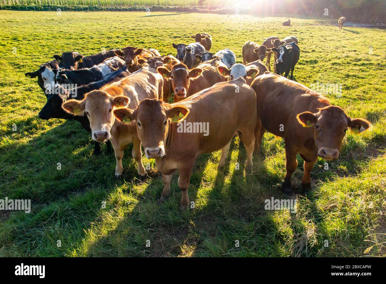 Cows spring evening hi-res stock photography and images - Alamy