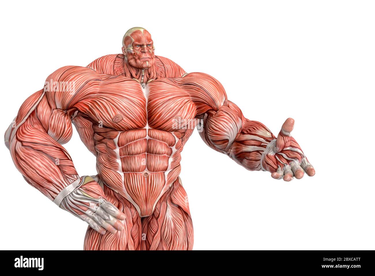 muscle maps of a strong man demonstrating close up. This guy in clipping path is very useful for ...