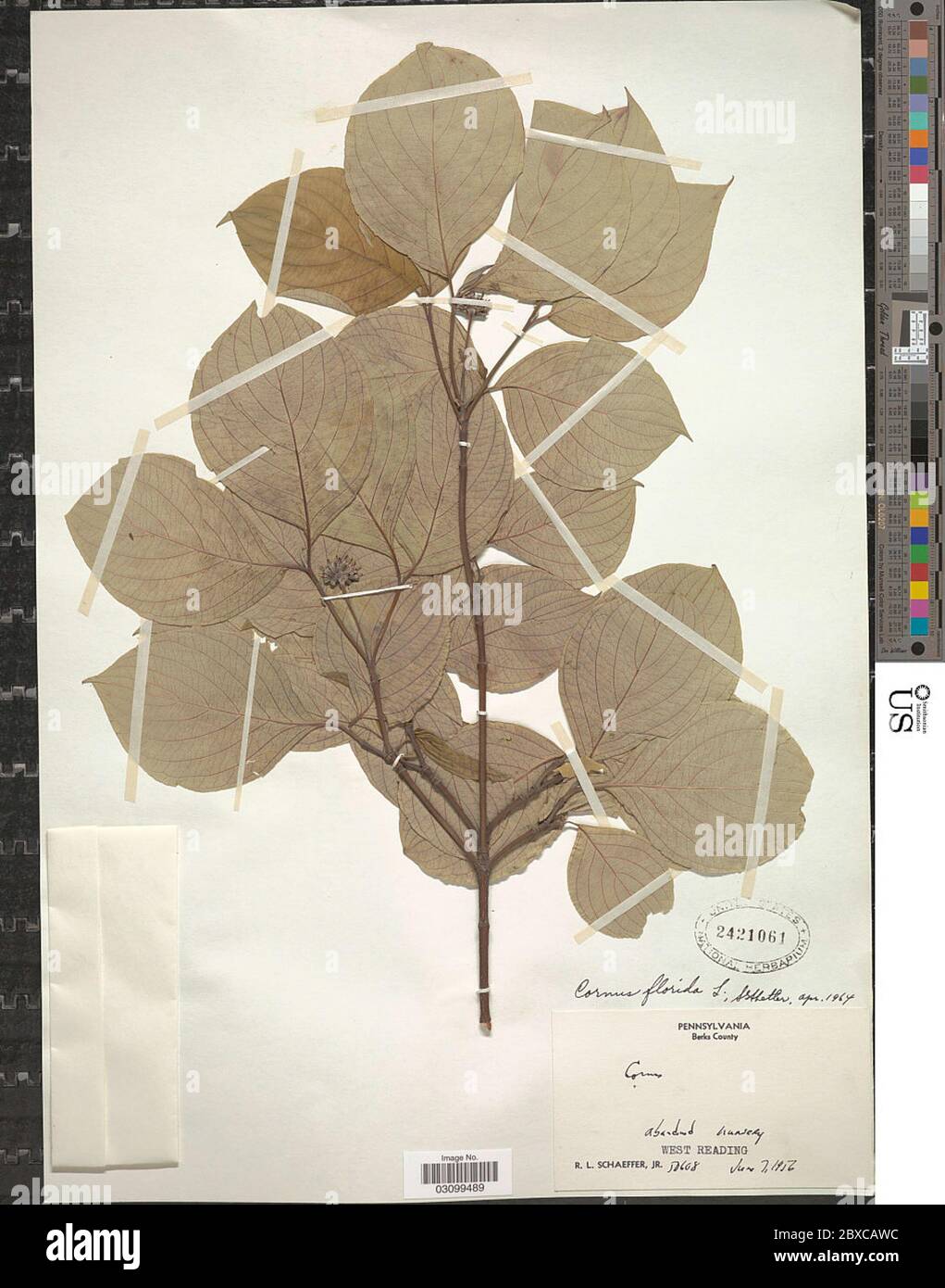 Cornus florida l hi-res stock photography and images - Alamy