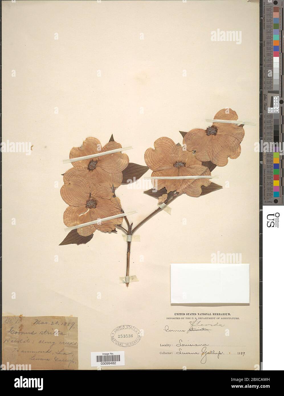 Cornus florida L Cornus florida L Stock Photo - Alamy