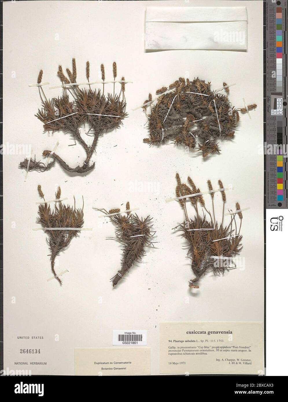 Plantago subulata L Plantago subulata L Stock Photo - Alamy