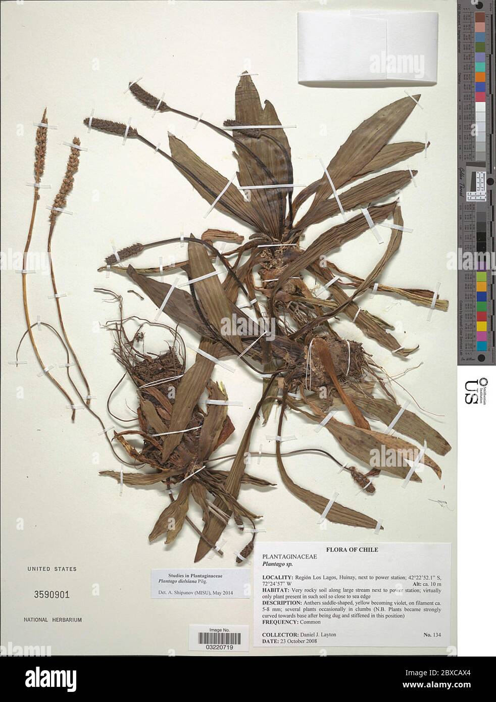 Plantago dielsiana Pilg Plantago dielsiana Pilg Stock Photo - Alamy