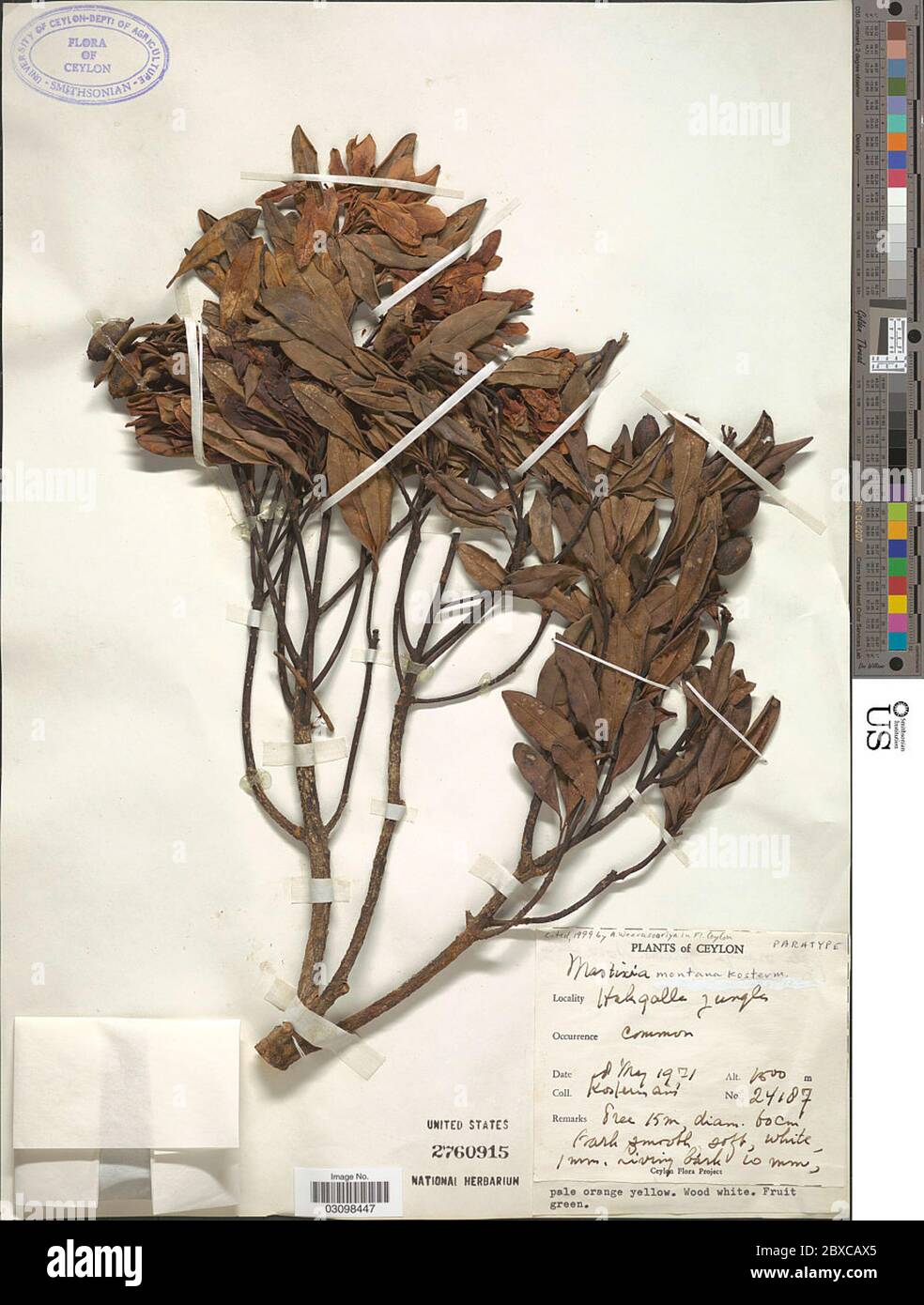 Kosterm hi-res stock photography and images - Alamy