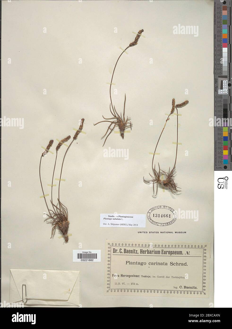 Plantago subulata L Plantago subulata L Stock Photo - Alamy