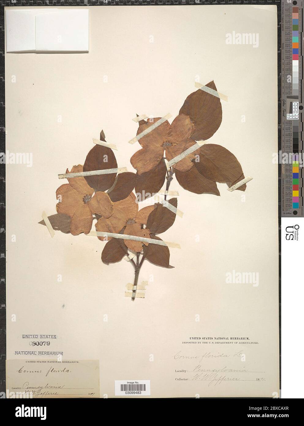 Cornus florida l hi-res stock photography and images - Alamy