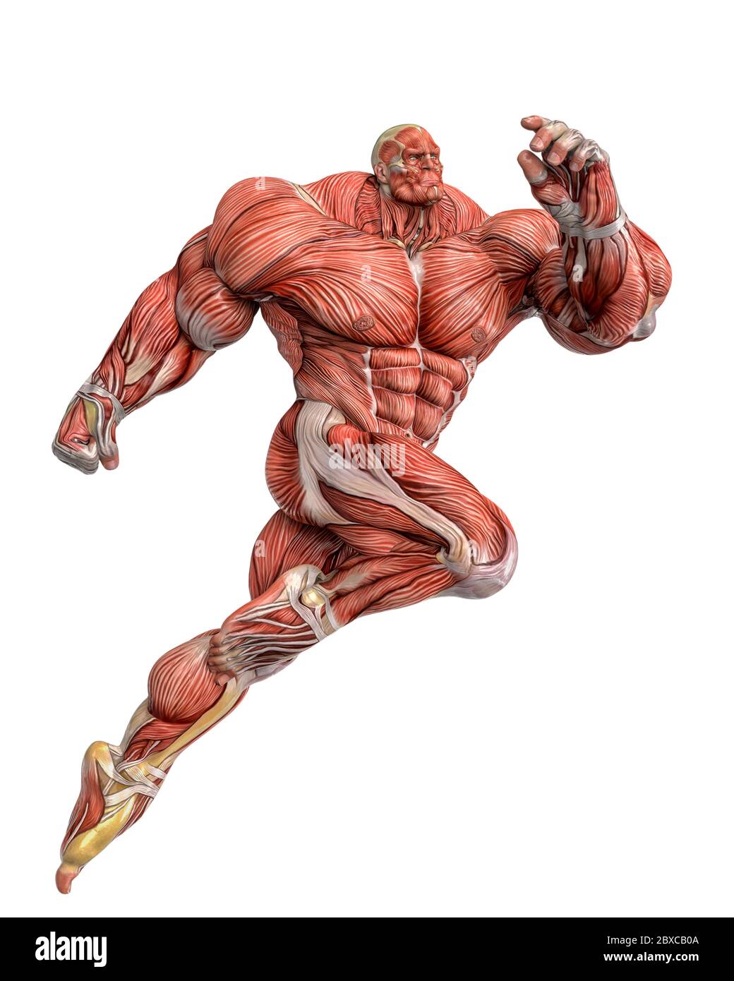 muscle maps of a strong man running. This guy in clipping path is very ...