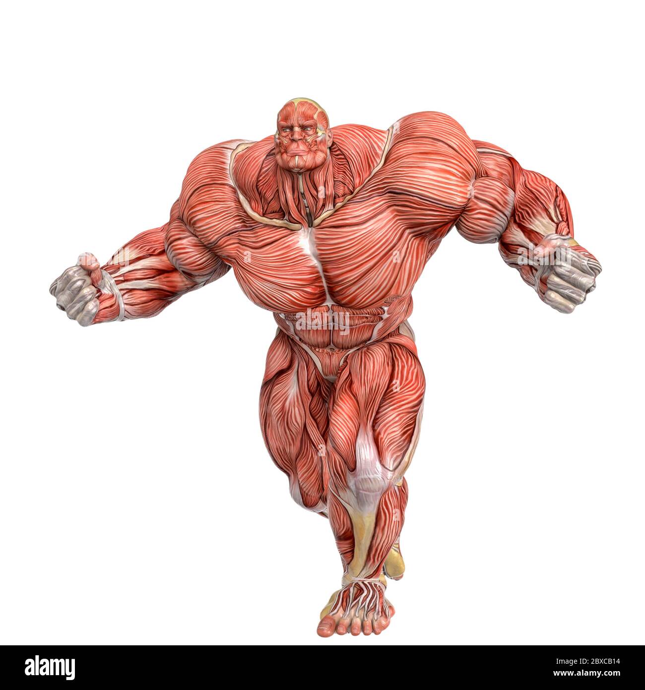 muscle maps of a strong man startin the action. This guy in clipping ...