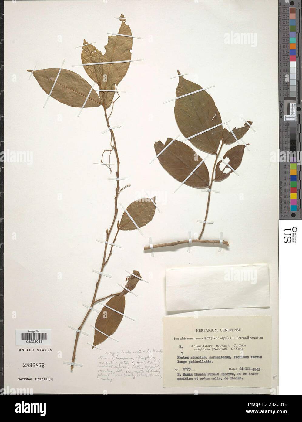 Plant category hi-res stock photography and images - Alamy