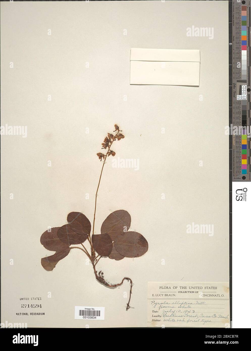 Pyrola elliptica Nutt Pyrola elliptica Nutt Stock Photo - Alamy