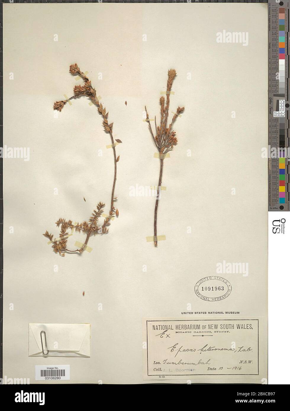 Epacris heteronema hi-res stock photography and images - Alamy