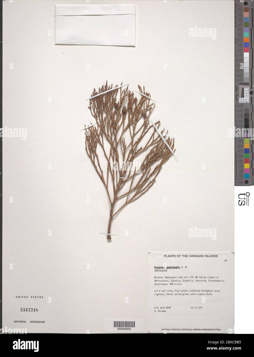 Exocarpus hi-res stock photography and images - Alamy