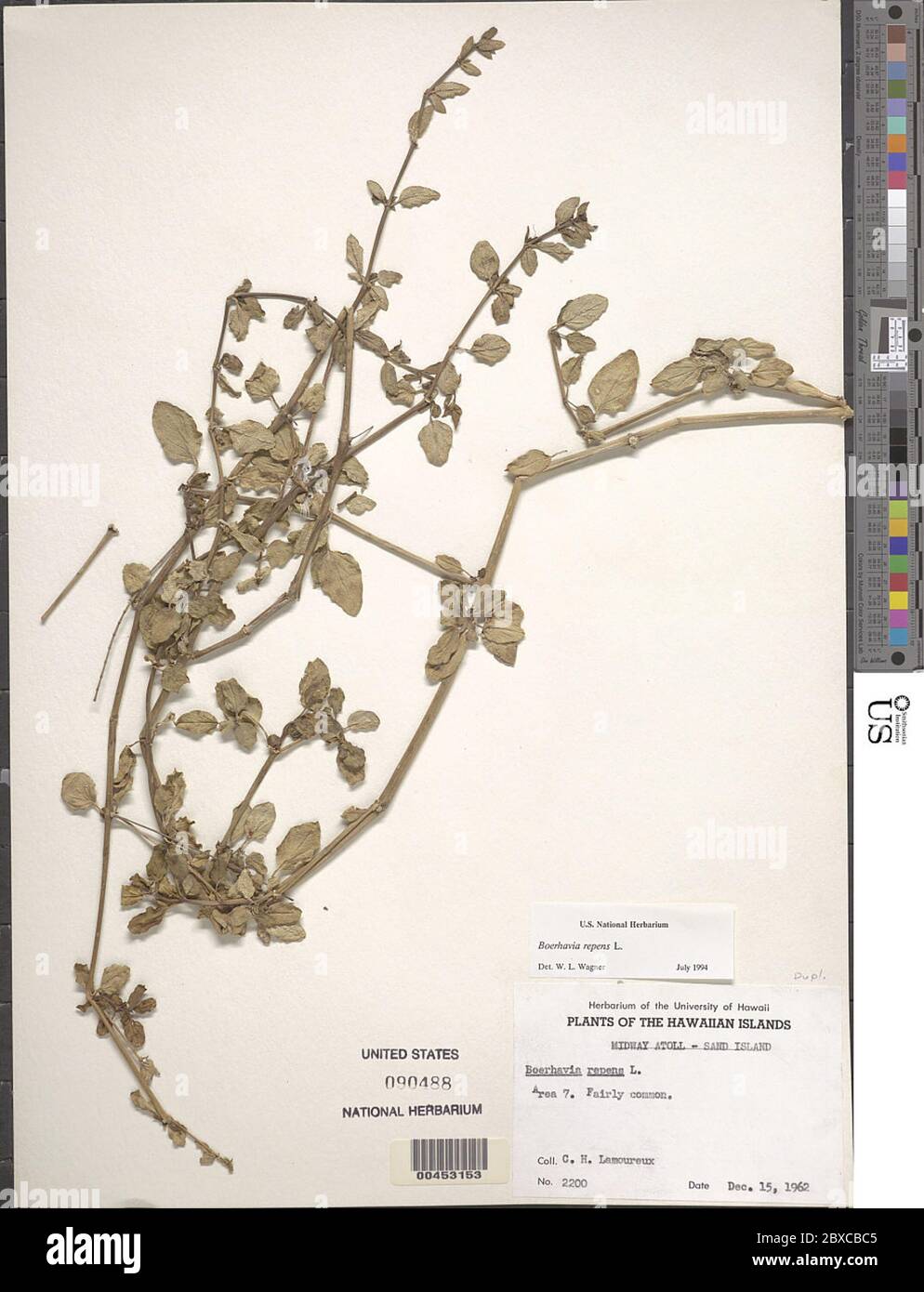 Boerhavia repens hi-res stock photography and images - Alamy