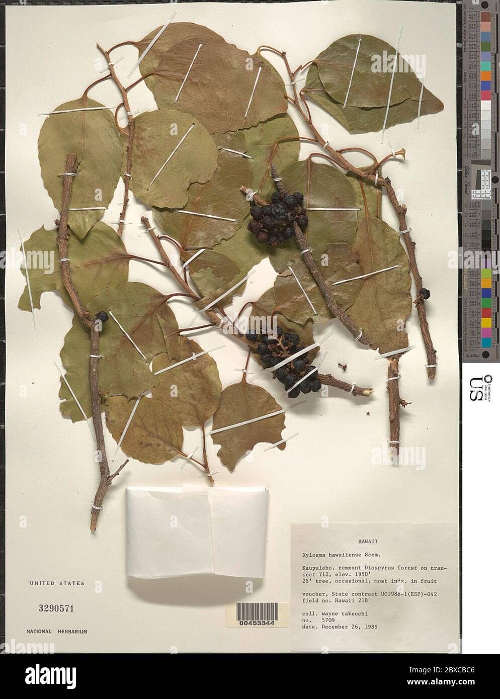 Xylosma hi-res stock photography and images - Alamy