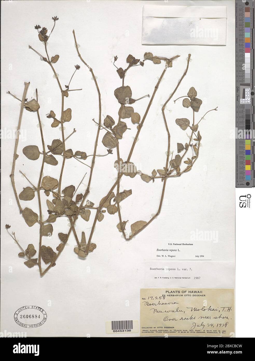 Boerhavia repens hi-res stock photography and images - Alamy