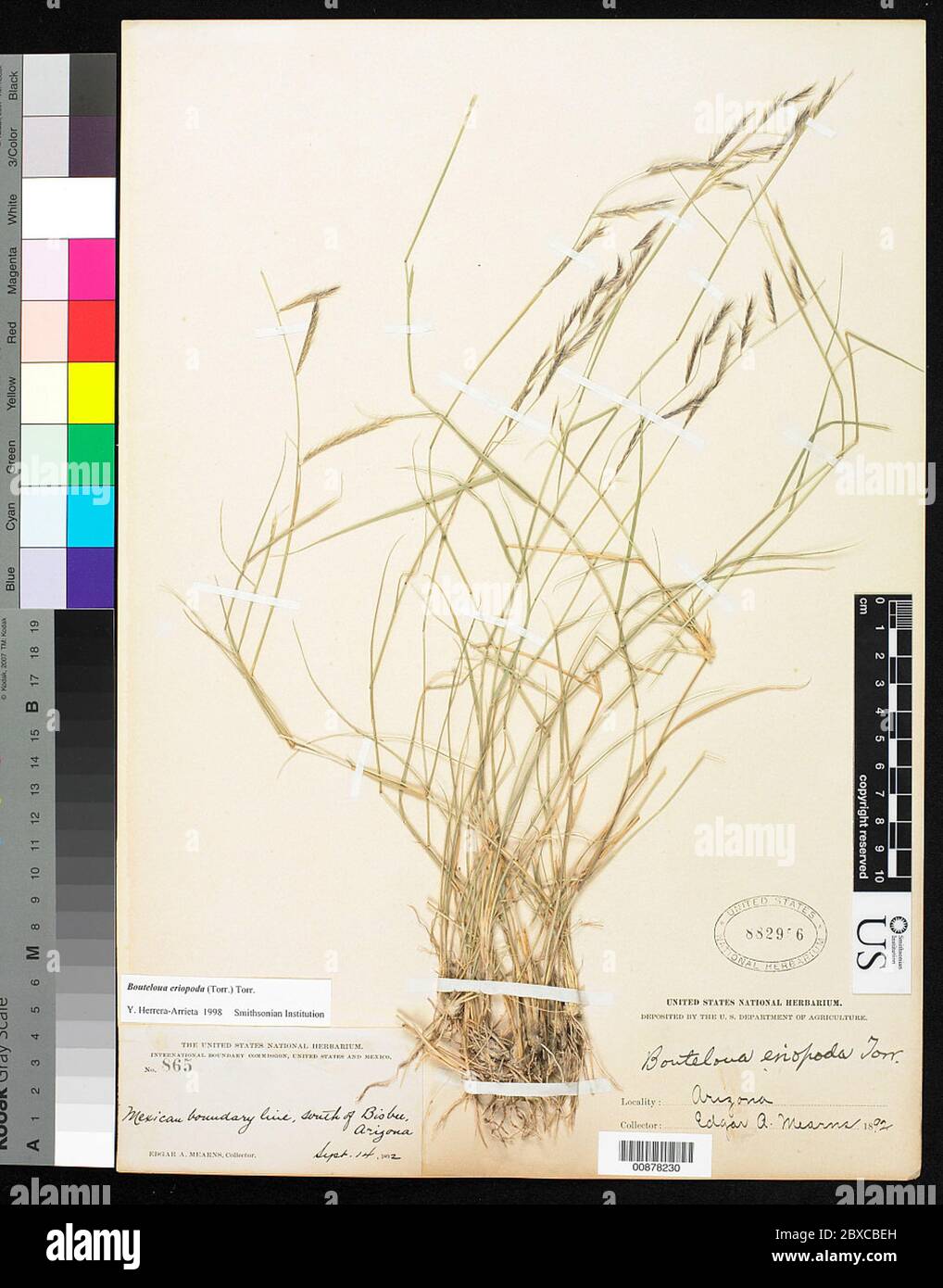 Bouteloua eriopoda hi-res stock photography and images - Alamy