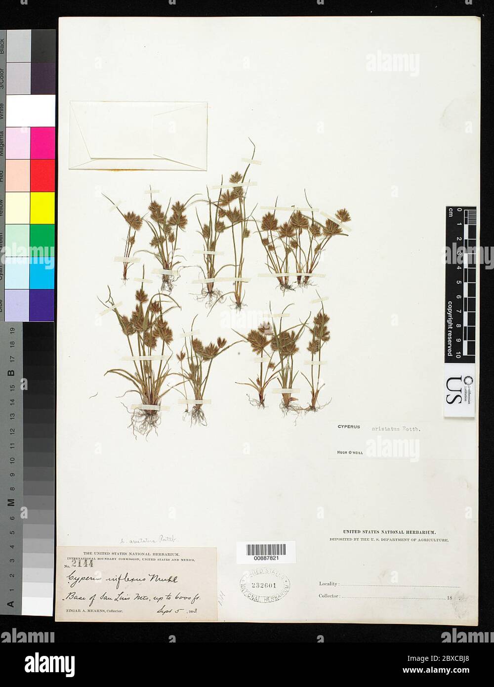 Cyperus aristatus Rottb Cyperus aristatus Rottb Stock Photo - Alamy