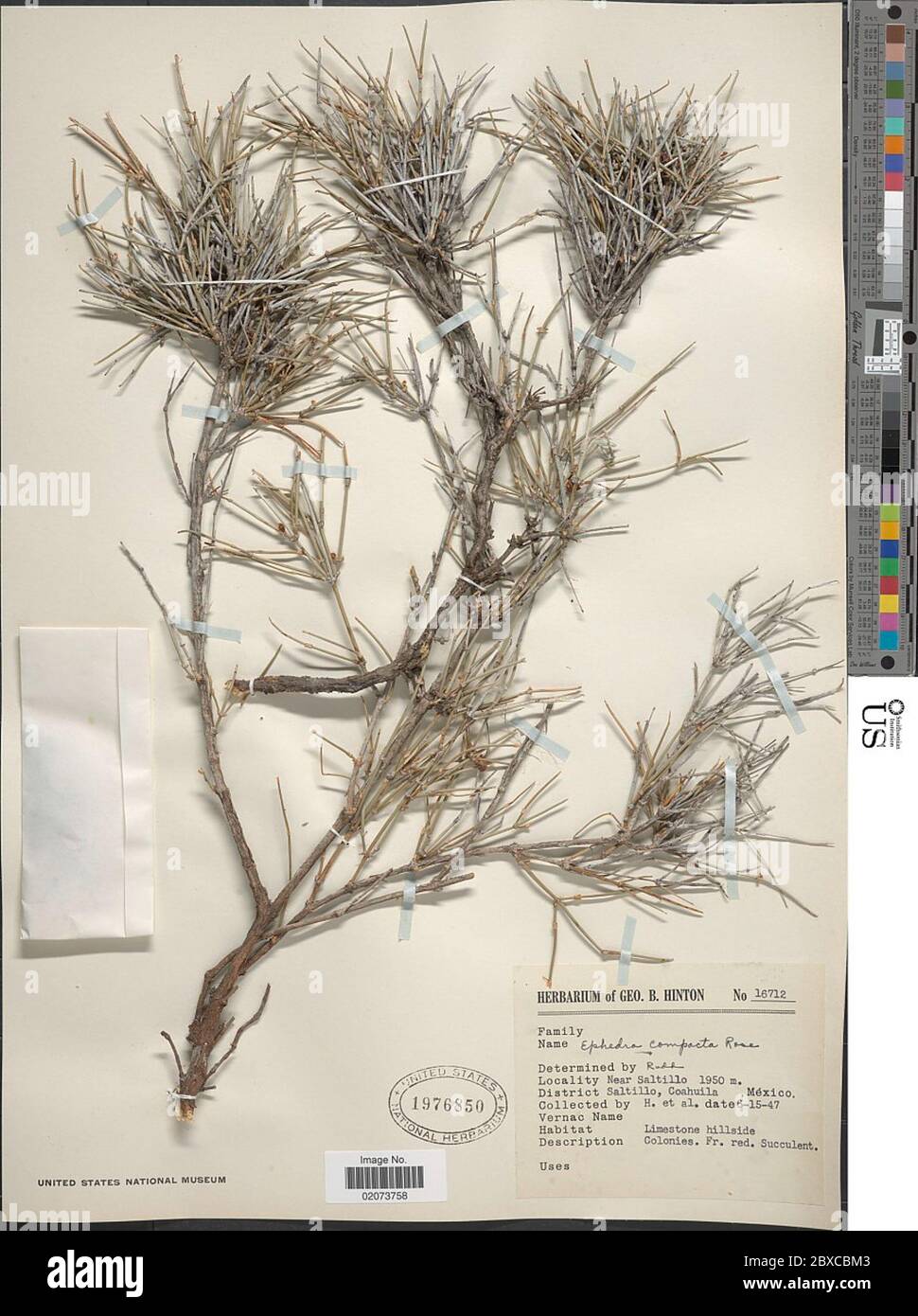 Ephedra compacta Rose Ephedra compacta Rose Stock Photo - Alamy