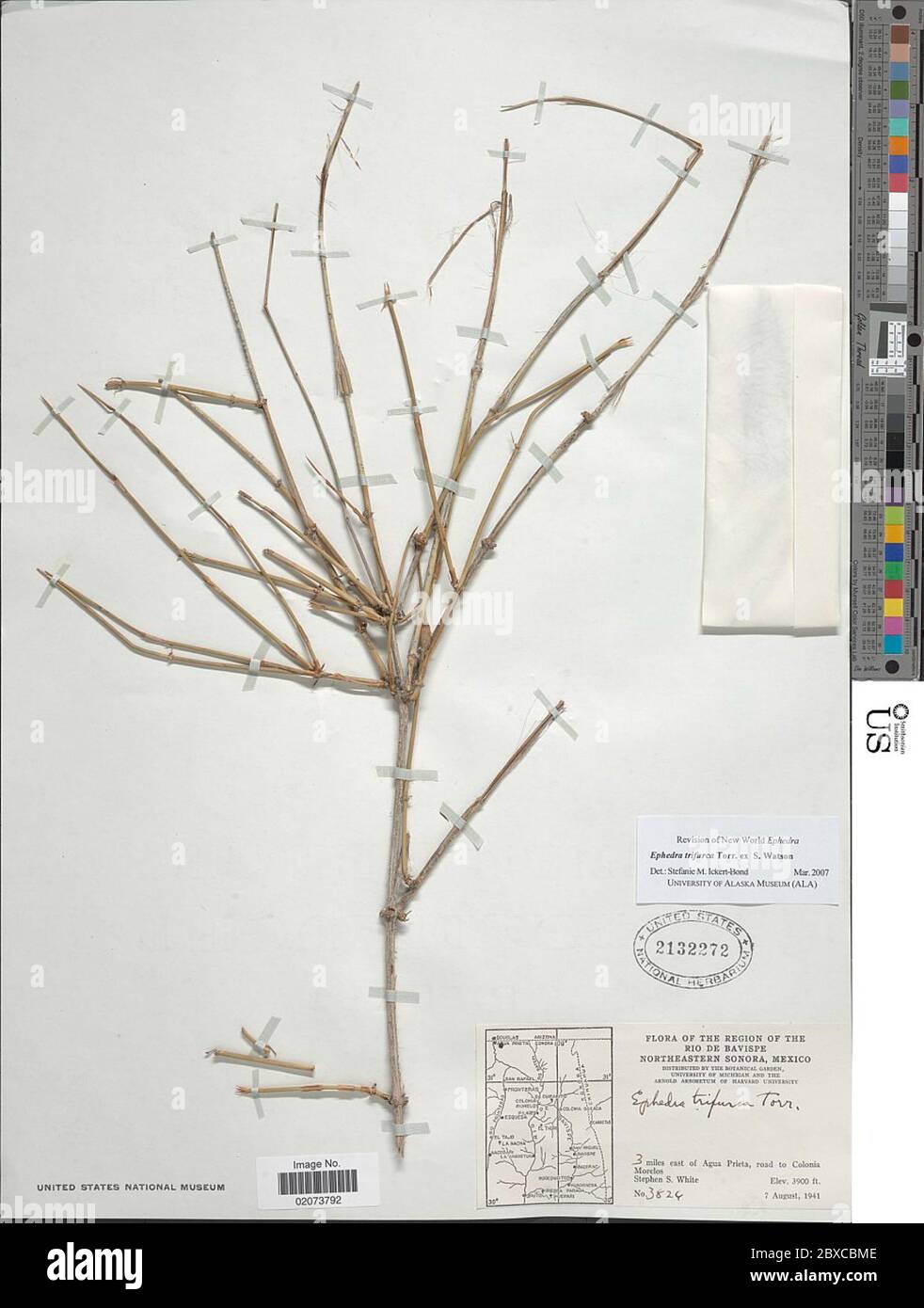 Ephedra trifurca Torr ex S Watson Ephedra trifurca Torr ex S Watson ...