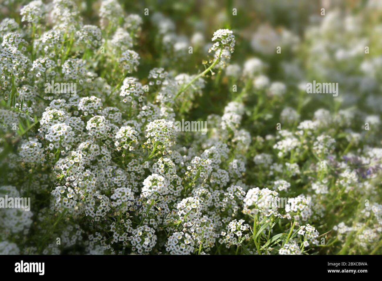 White iberis sempervirens hi-res stock photography and images - Alamy
