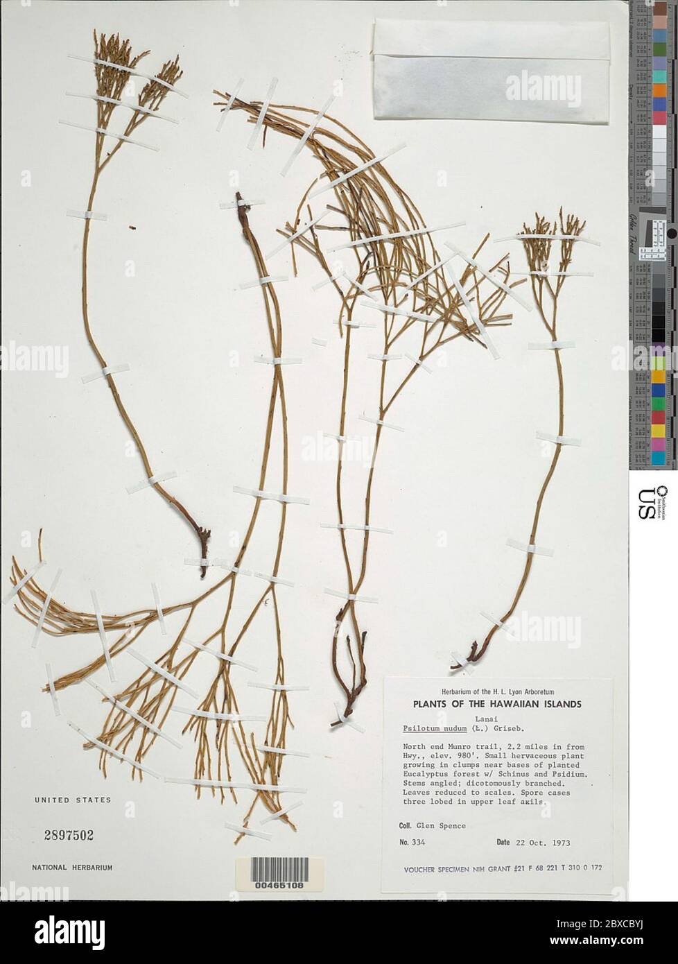 Psilotum nudum hi-res stock photography and images - Alamy