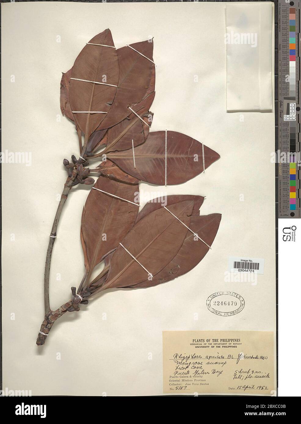 Rhizophora apiculata Blume Rhizophora apiculata Blume Stock Photo - Alamy Rhizophora apiculata Blume Rhizophora apiculata Blume Stock Photo - Alamy