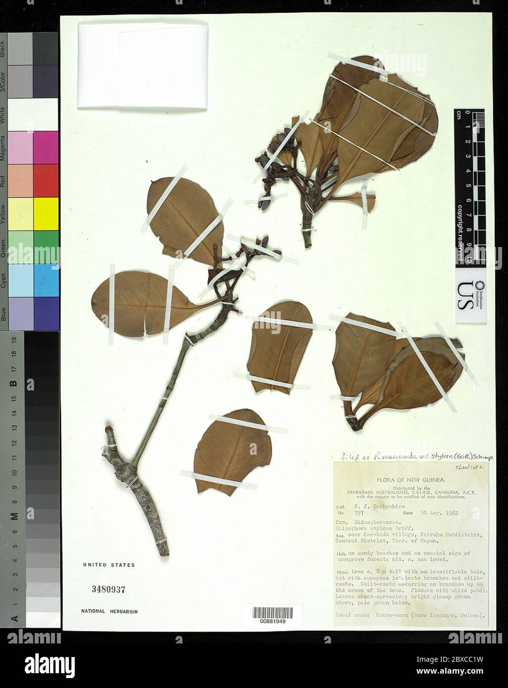 Rhizophora stylosa hi-res stock photography and images - Alamy