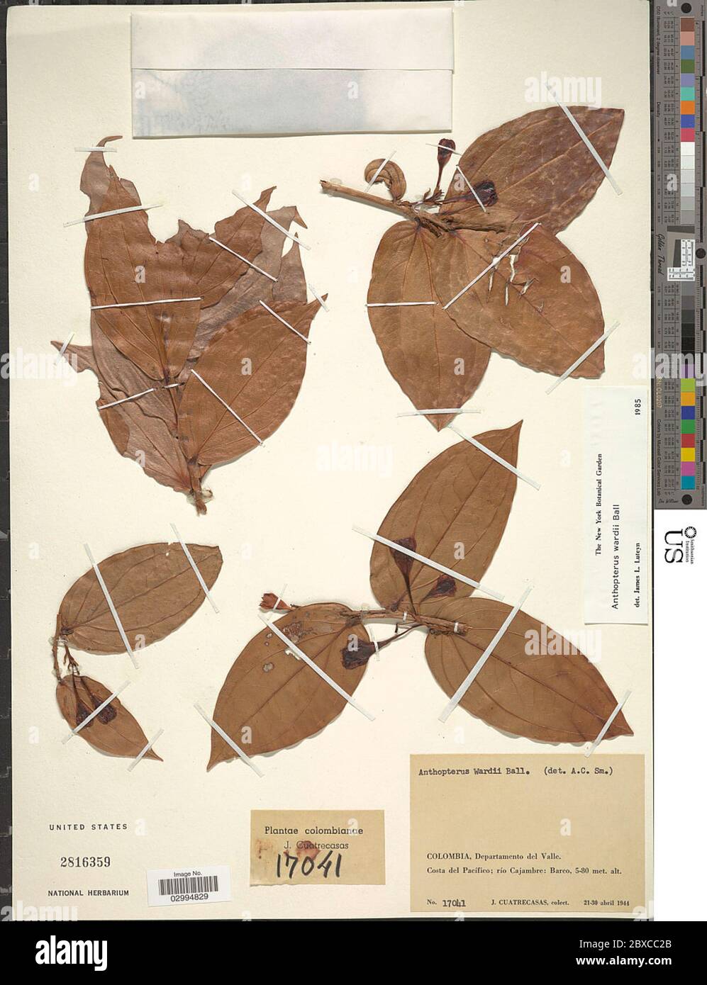 Anthopterus wardii hi-res stock photography and images - Alamy