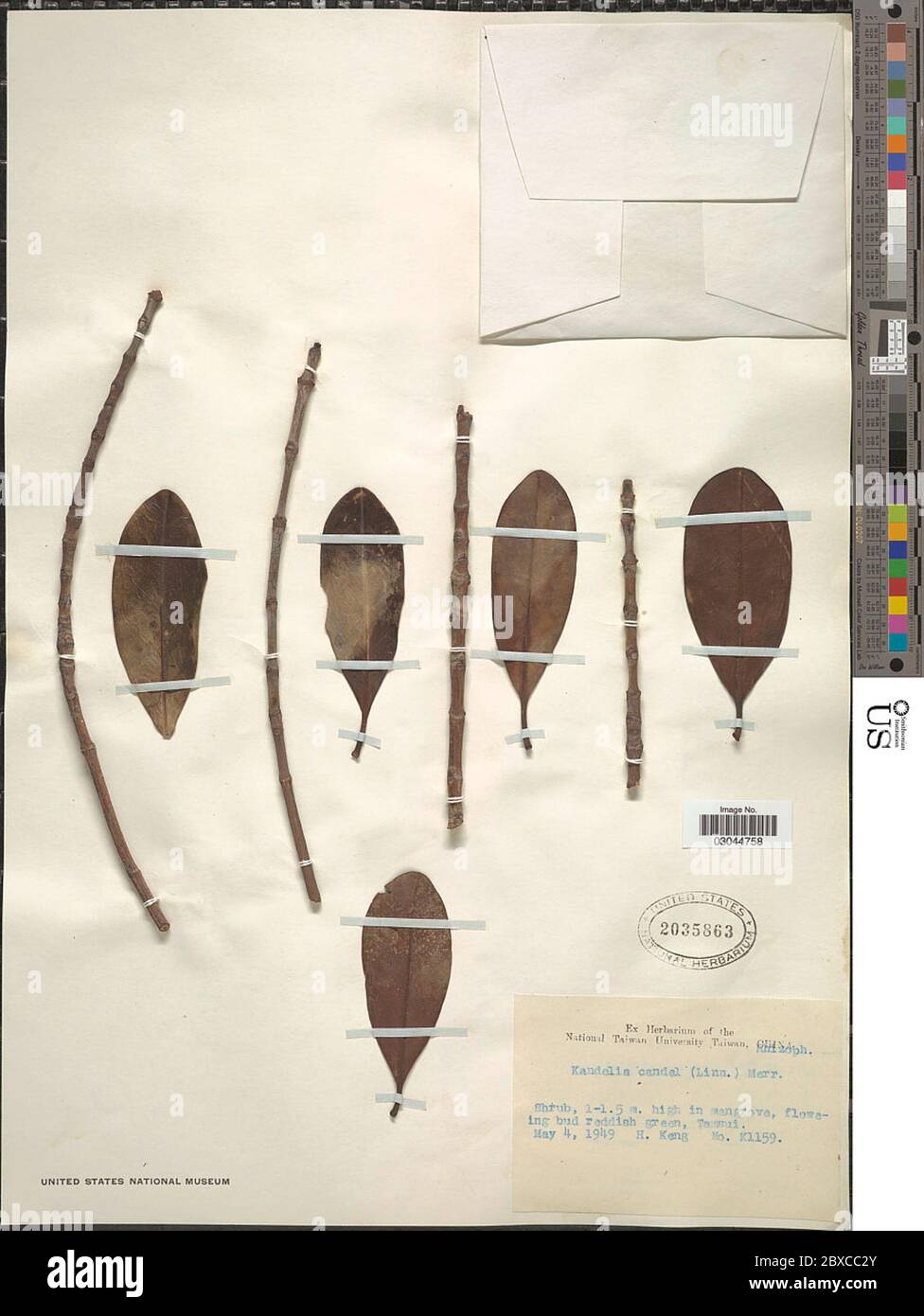 Kandelia obovata hi-res stock photography and images - Alamy