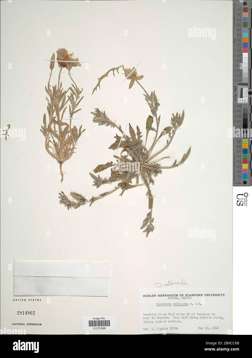 Oenothera albicaulis Pursh Oenothera albicaulis Pursh Stock Photo - Alamy