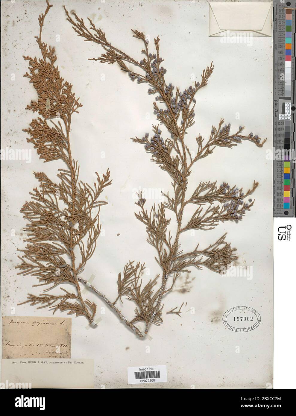 Juniperus virginiana L Juniperus virginiana L Stock Photo - Alamy