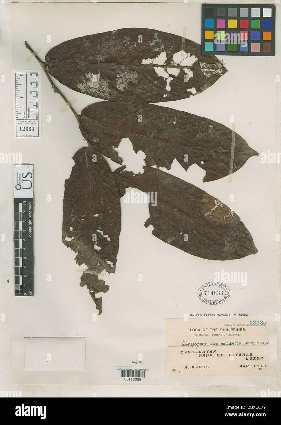 Maba hi-res stock photography and images - Alamy