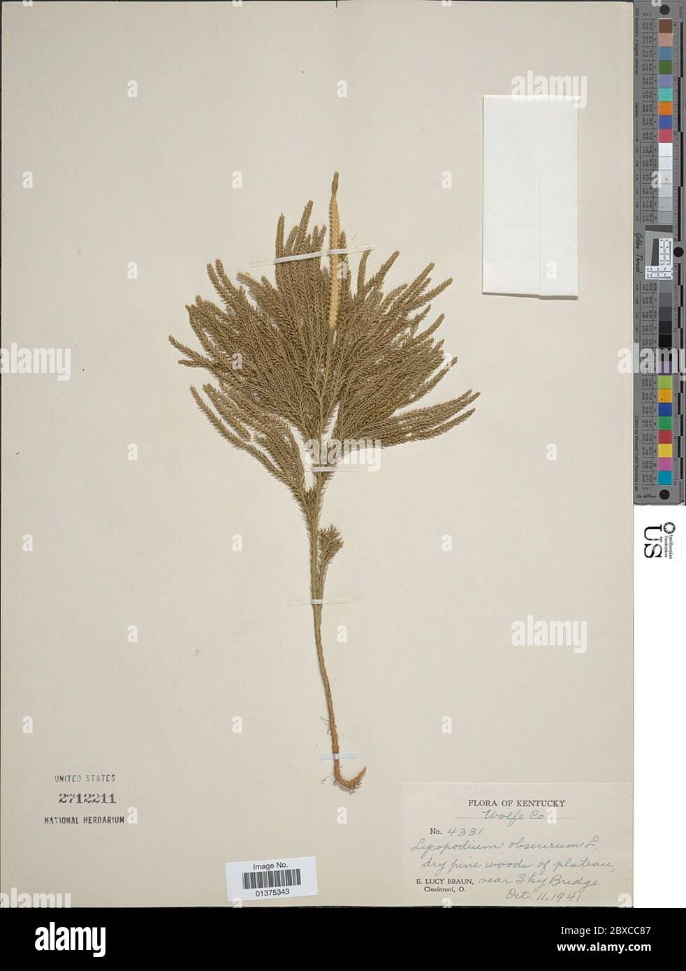 Lycopodium obscurum hi-res stock photography and images - Alamy