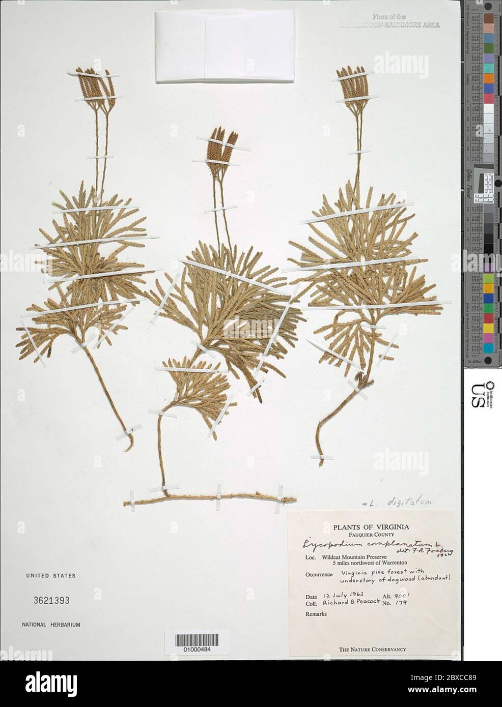 Lycopodium digitatum Dill ex A Braun Lycopodium digitatum Dill ex A ...