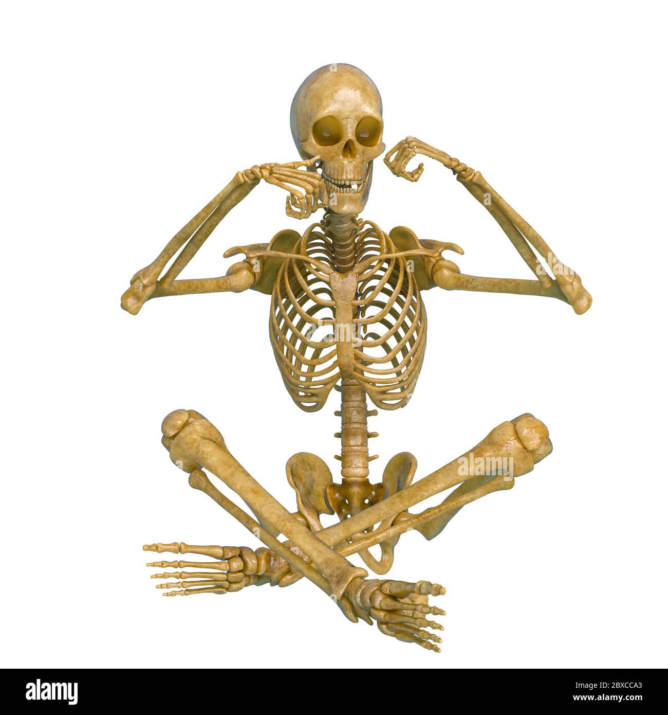 skeleton on sitting pose in a white background. This guy in clipping ...
